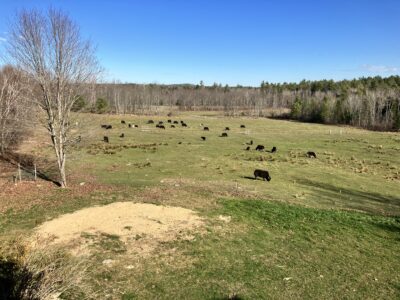 Raising Domestic Yaks - Countryside